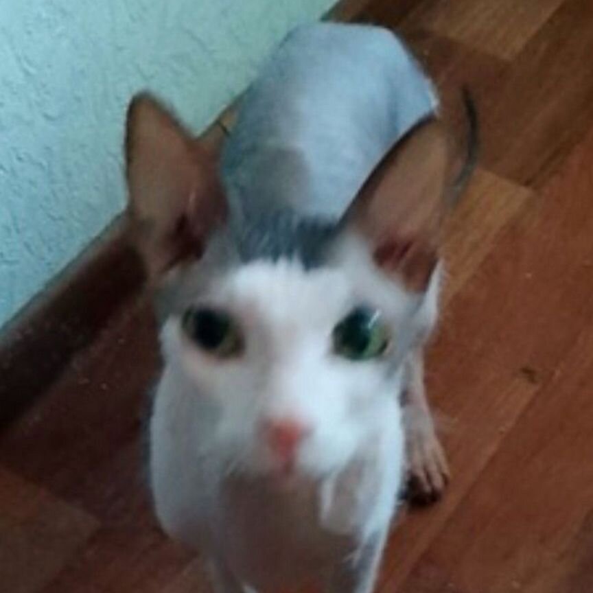 Сфинкс котик ищет нового хозяина