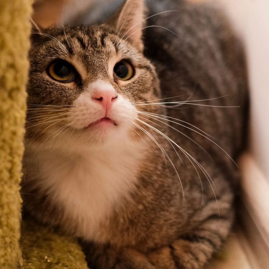 Отдаем котика в добрые руки