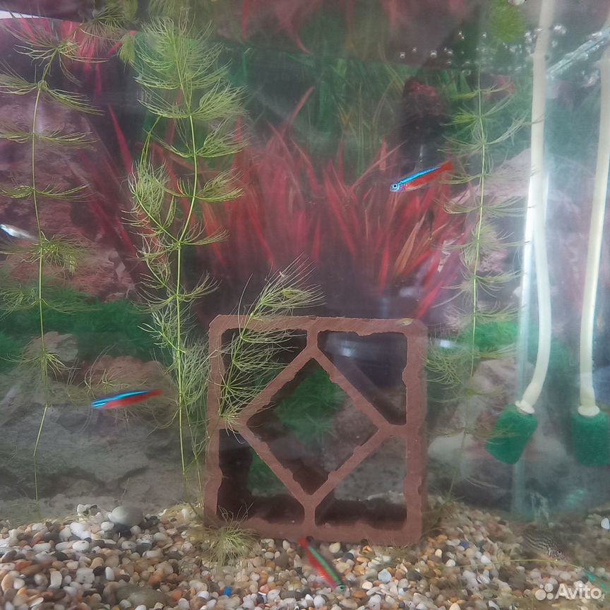 Аквариум грунт рыбки сачок воздух корм цена за все