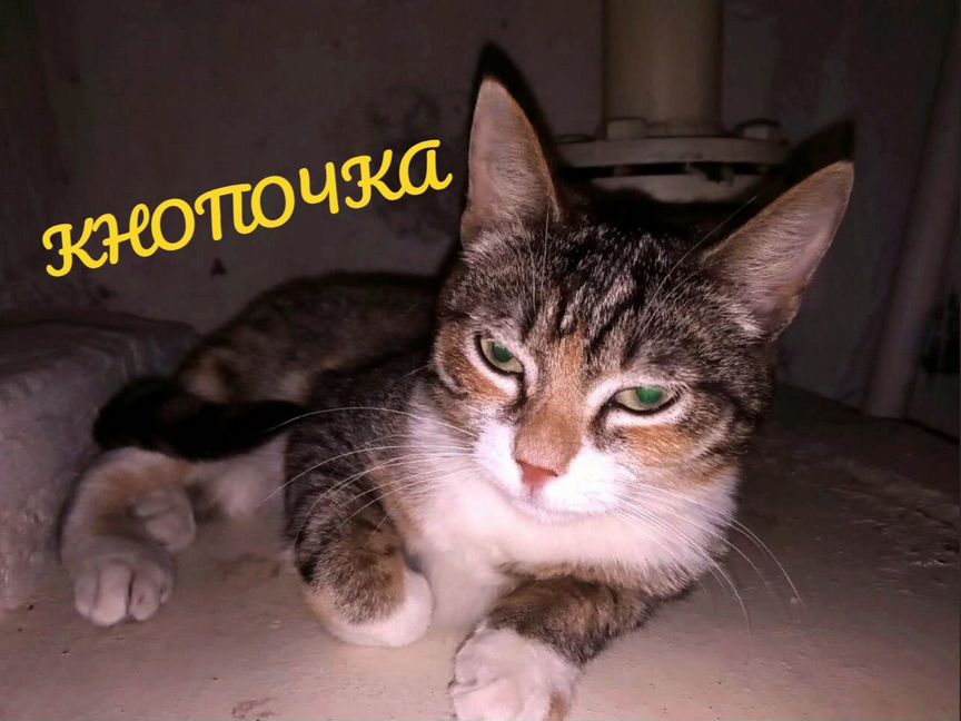 Кошки, коты в добрые руки