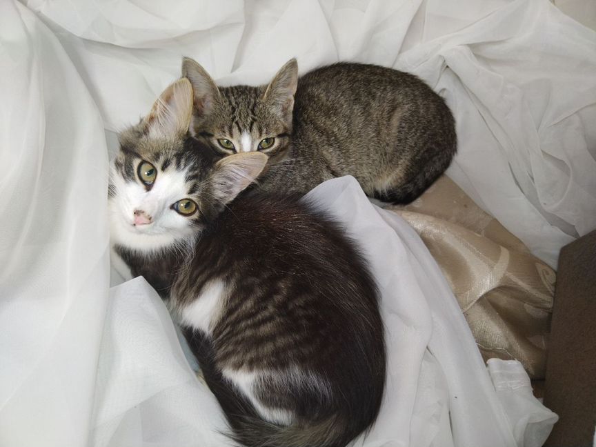 Котятам осталось 10 дней