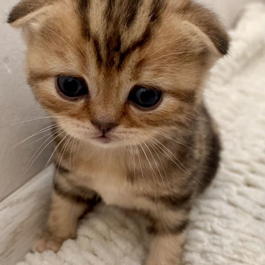 Шотландские вислоухие котята