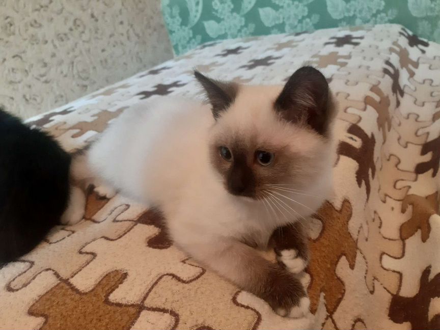 Котята британско-тайские