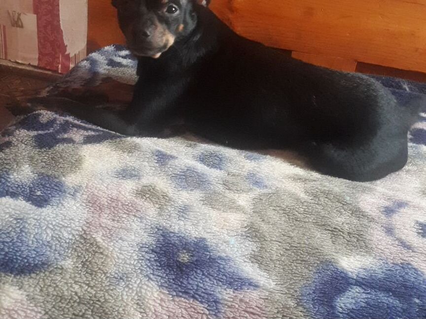 Отдам бесплатно той-терьера