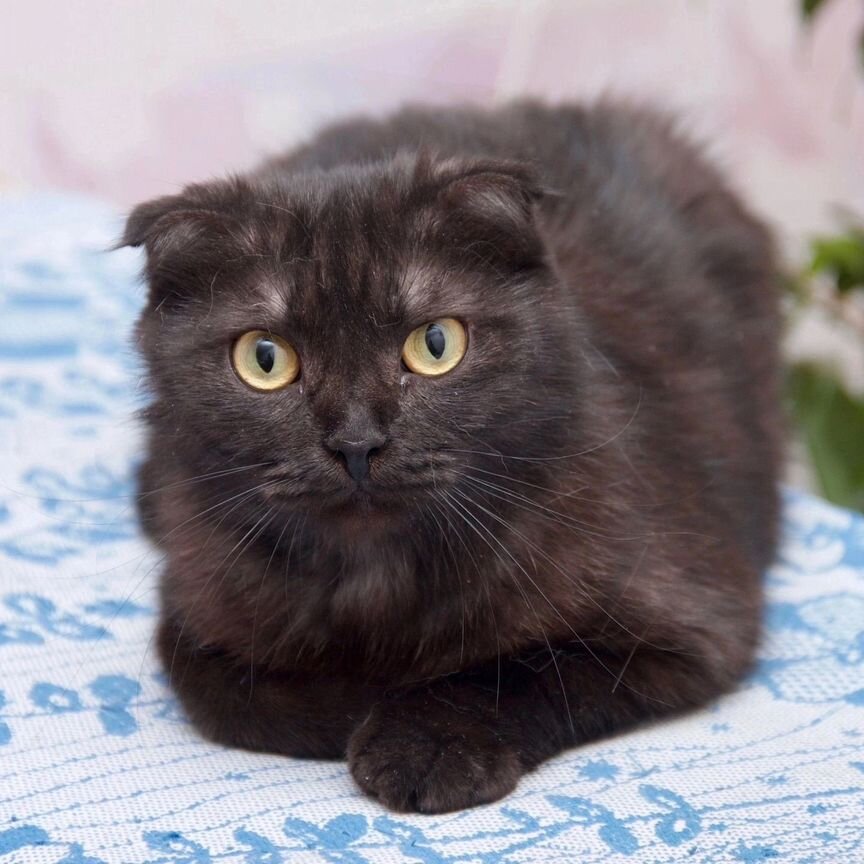 Шотландская вислоухая кошка