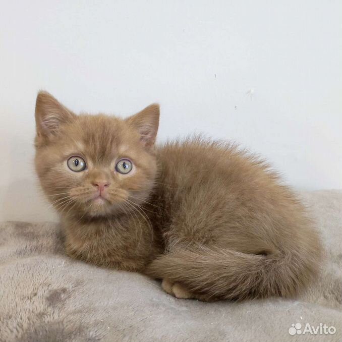 Британский кот сладкий циннамон