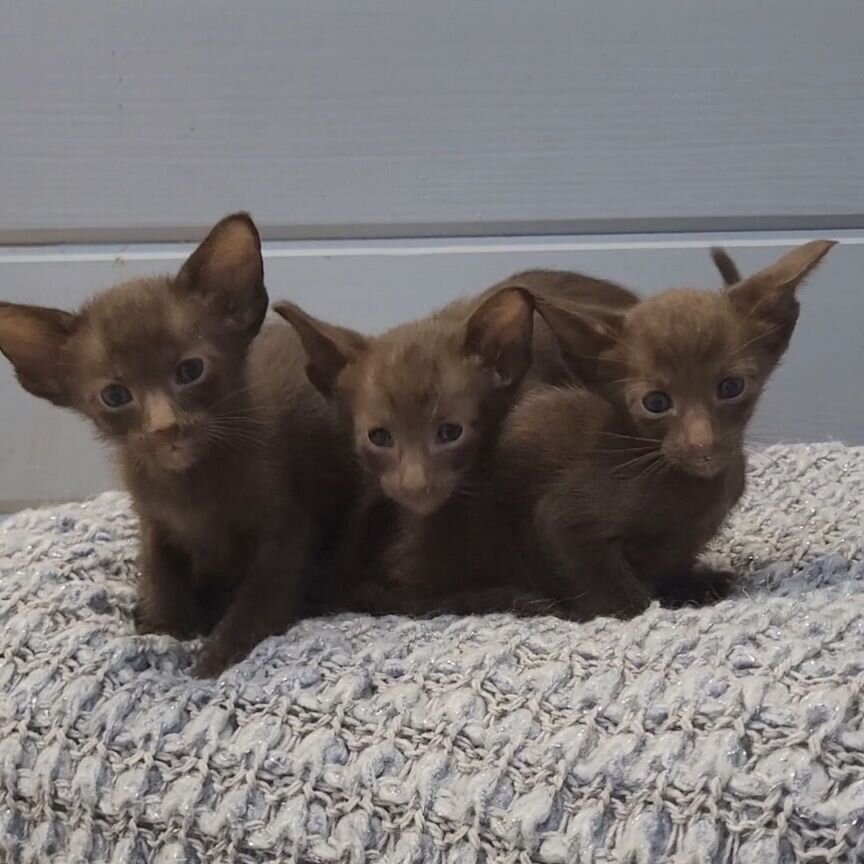 Ориентальные котята