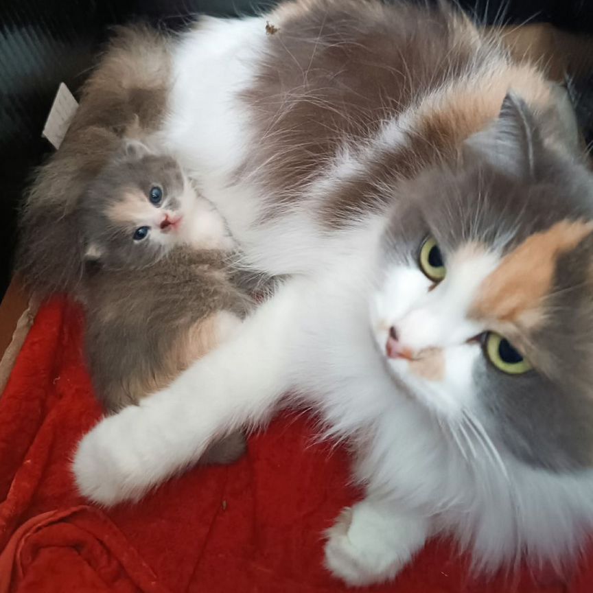 Котёнок в добрые руки