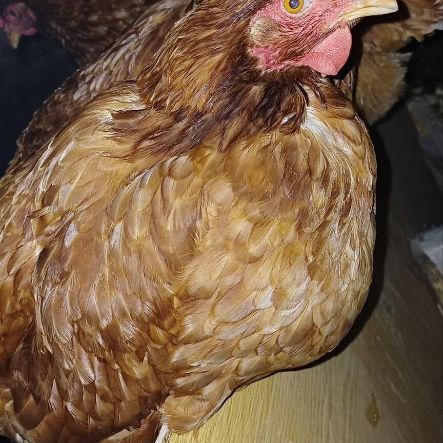 Куры 3х годовалые