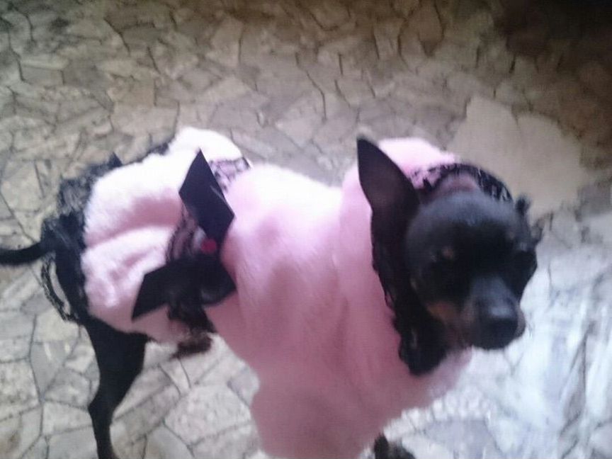 Одежда для собак мелких пород