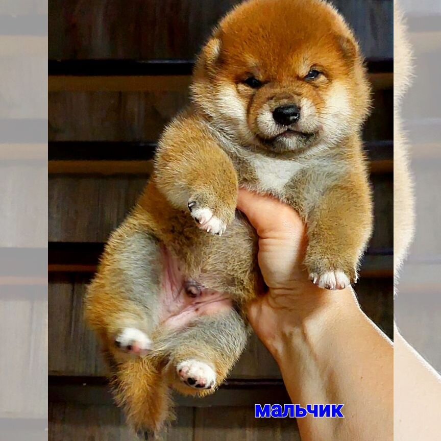 Сиба-ину, щенок