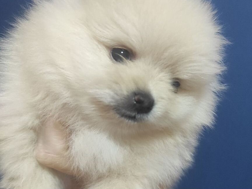 Померанский шпиц, девочки и мальчики