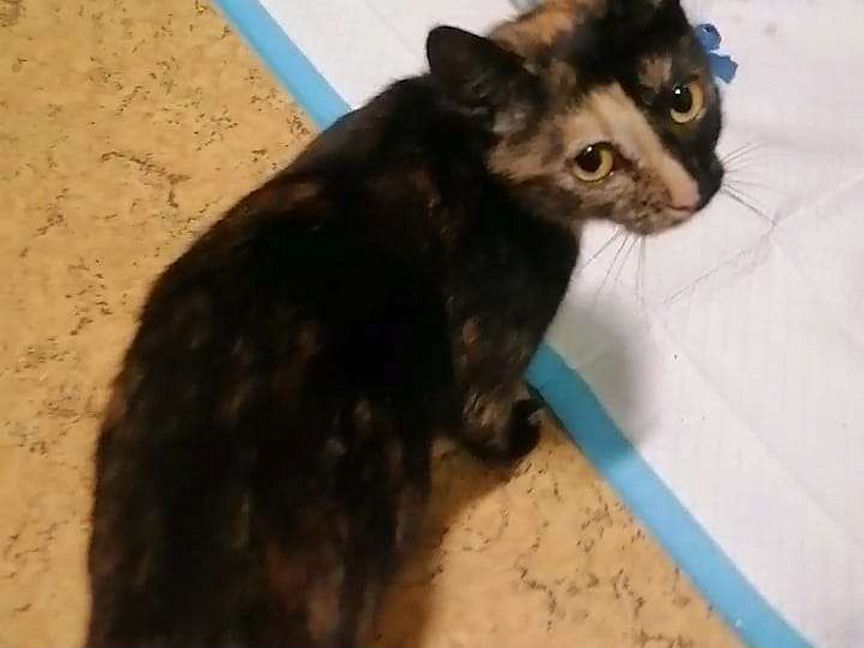 Кошка в дар