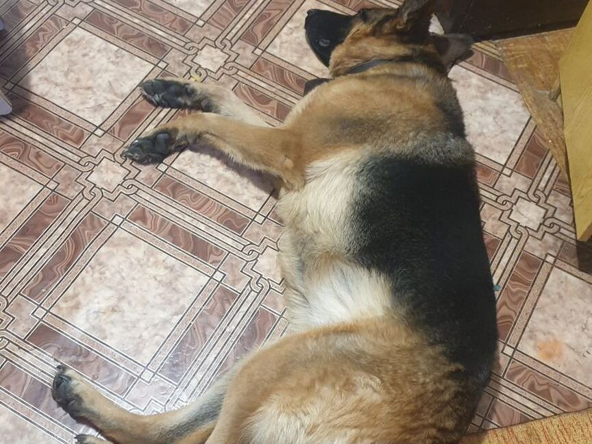 Немецкая овчарка девочка