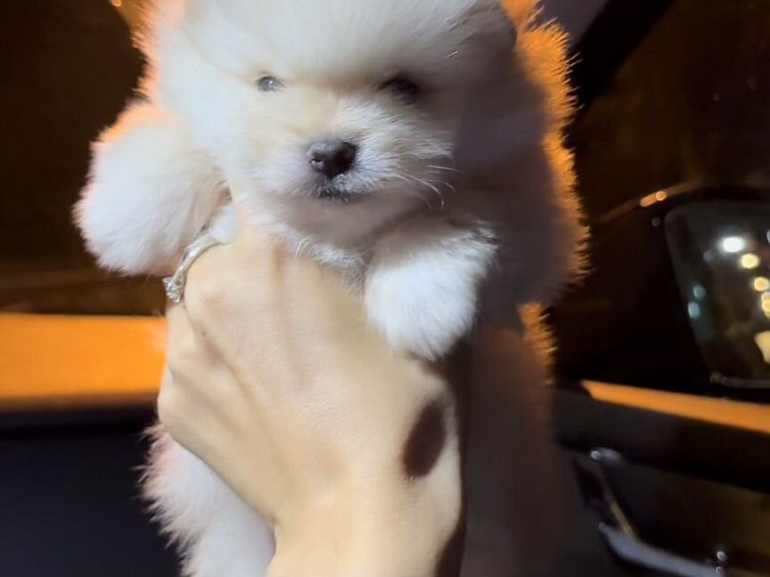 Померанский шпиц мини