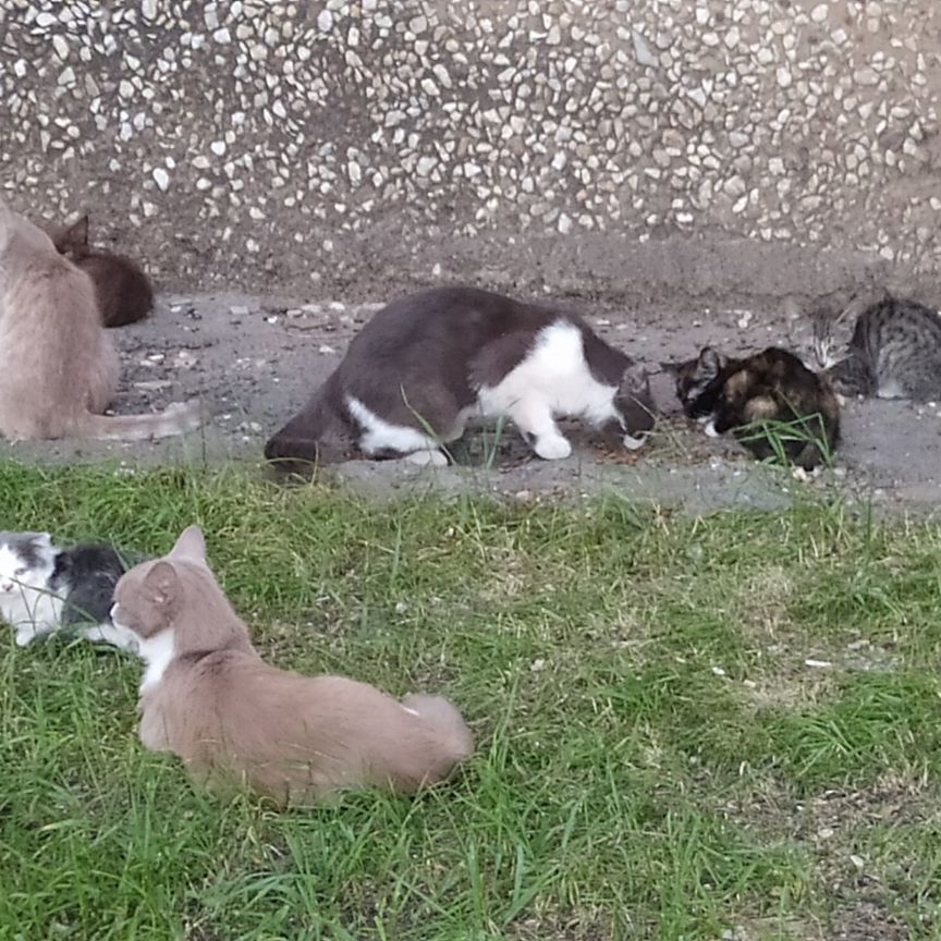 Котятам погибают