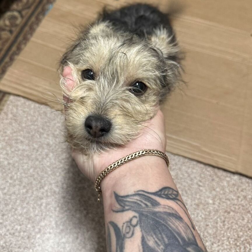 Щенок в добрые руки