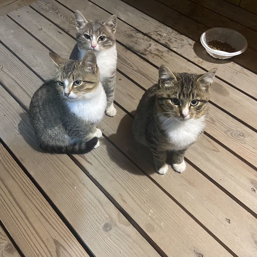 Котята в добрые руки бесплатно