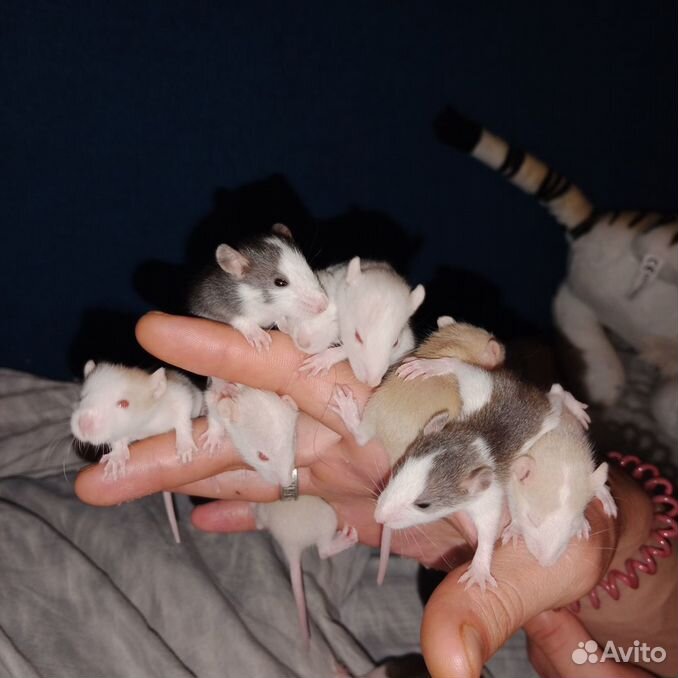 Продаются крысы Дамбо