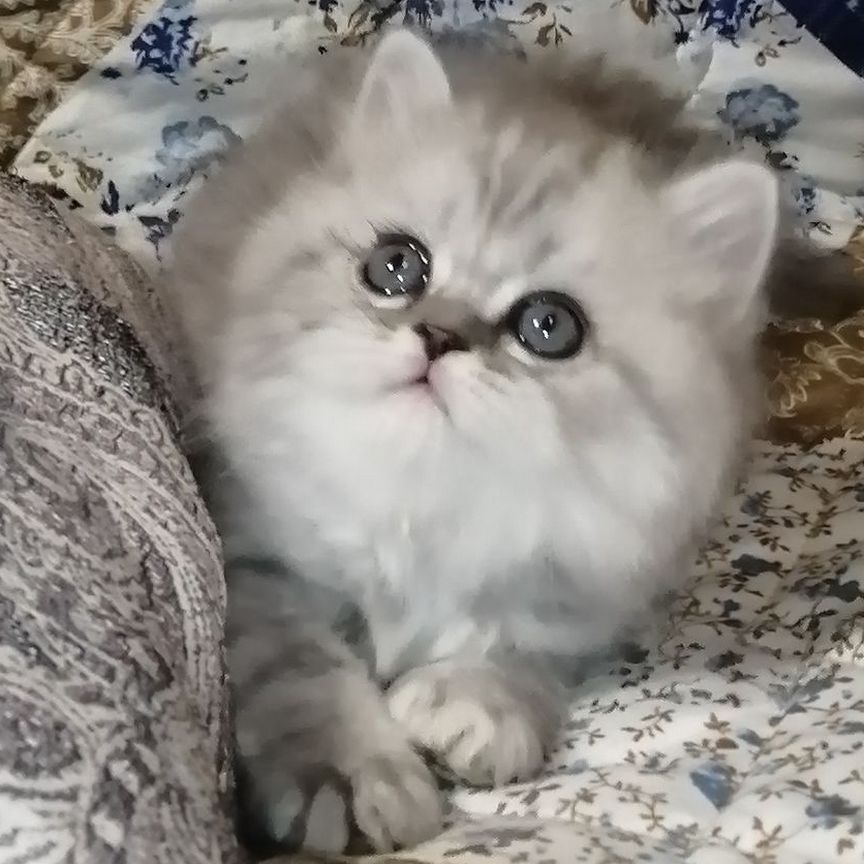 Хайленд мальчик