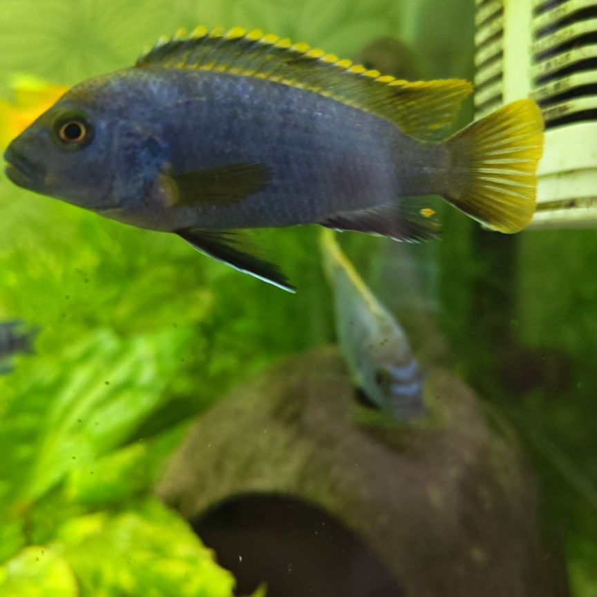 Малавийские цихлиды