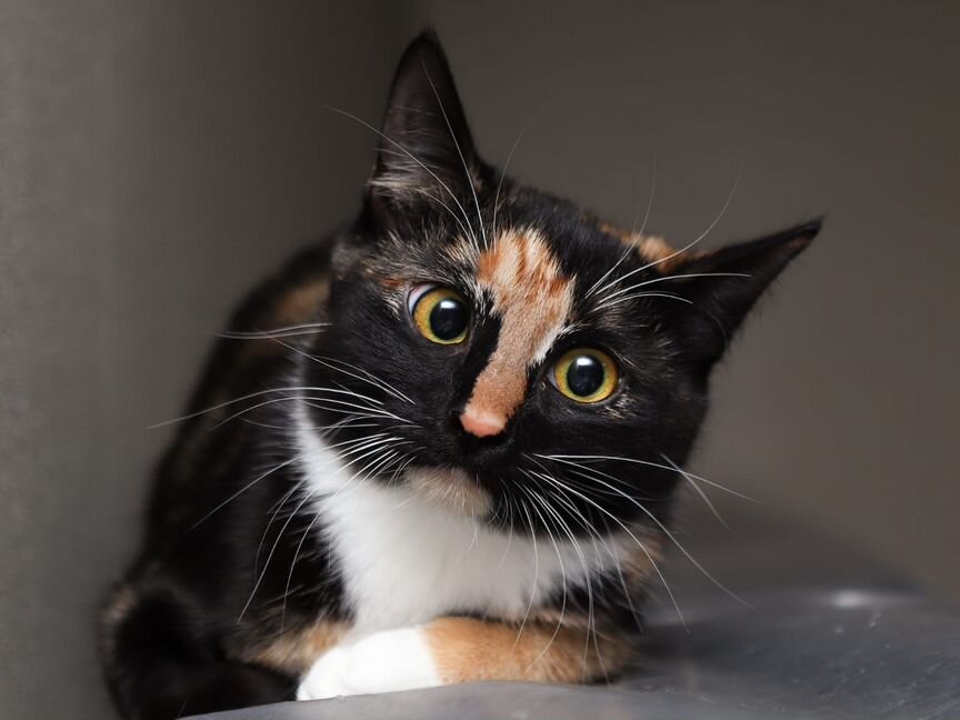 Кошечка Яна в дар