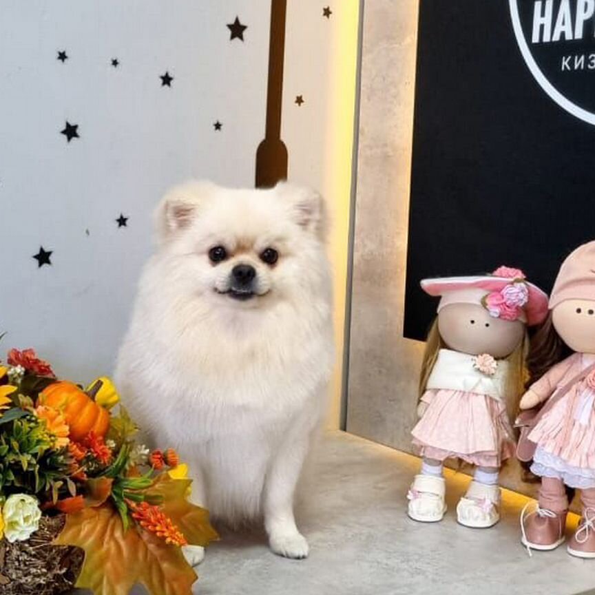 Померанский шпиц вязка