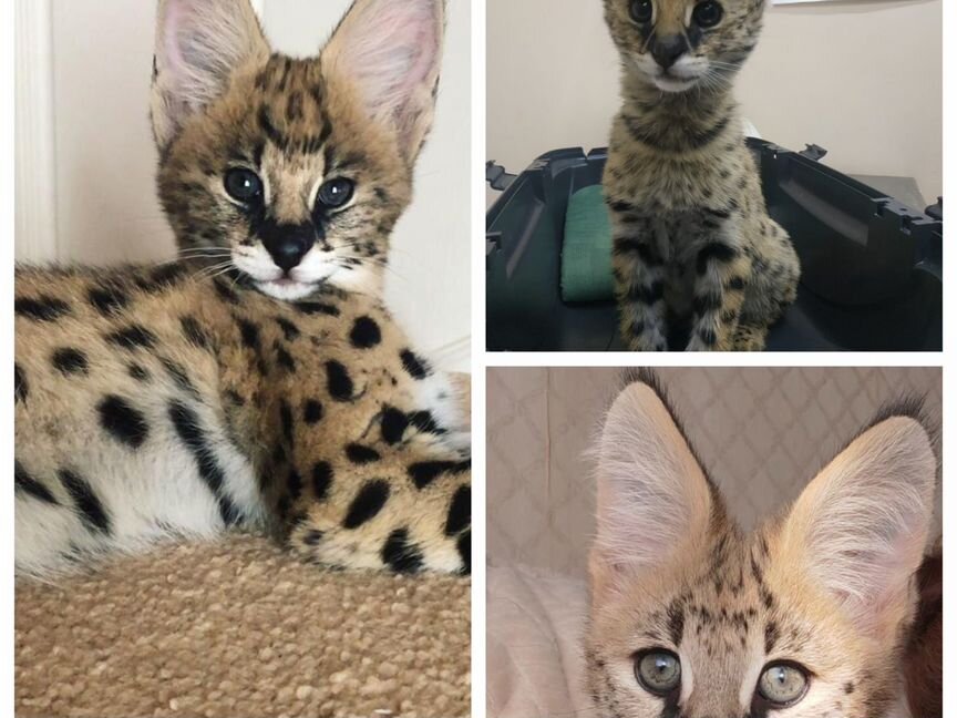 Саванна котята