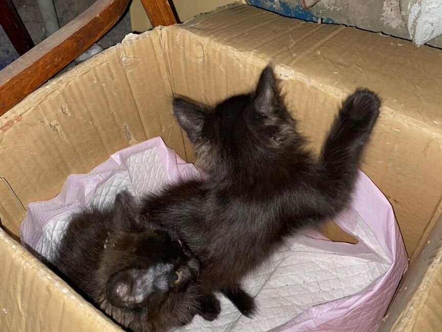 Котятки в добрые руки