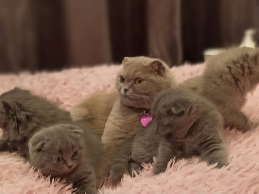 Британские котята