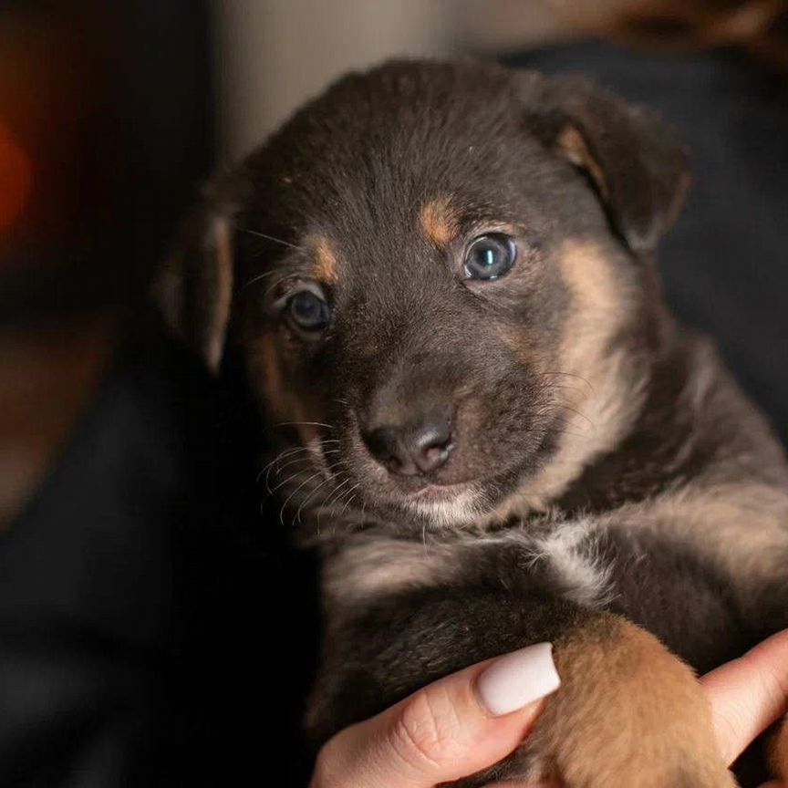 Щенки мальчики и девочки в дар
