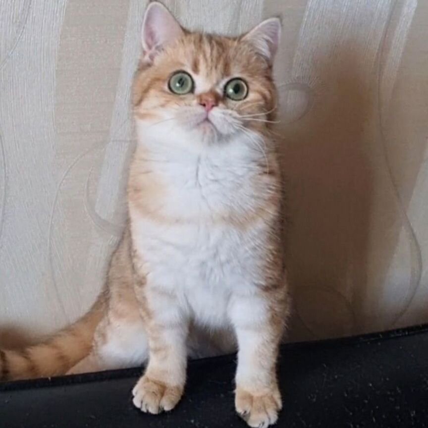 Девочка золотая шиншилла