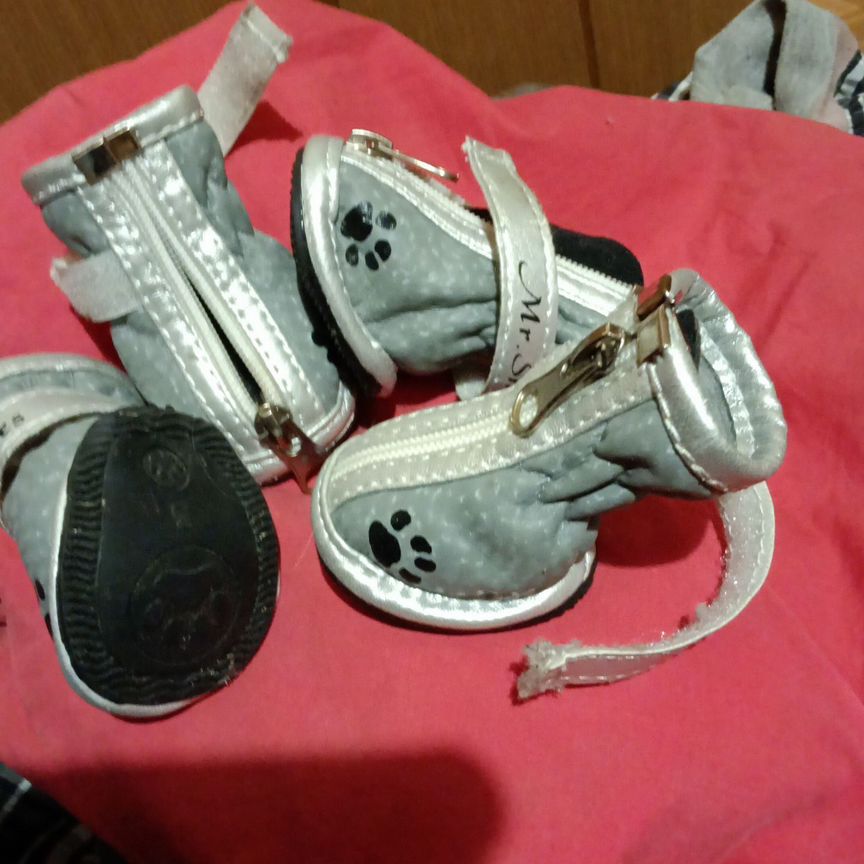 Обувь для мелкой собаки