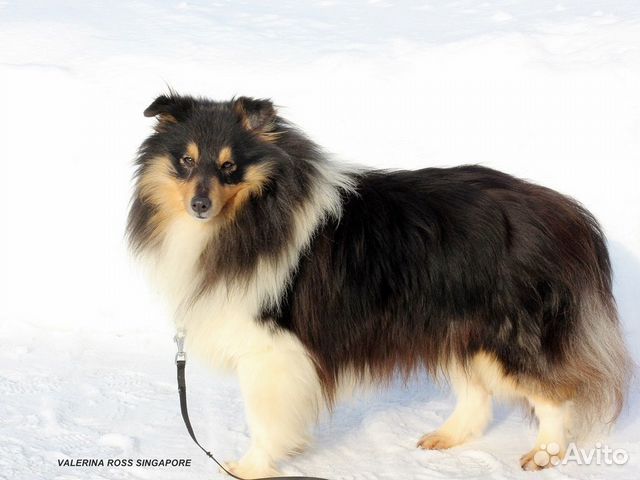 Щенки шелти триколорного окраса