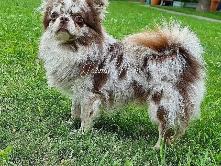 Чихуахуа кобель на вязку. Мерле. Шоко мерль