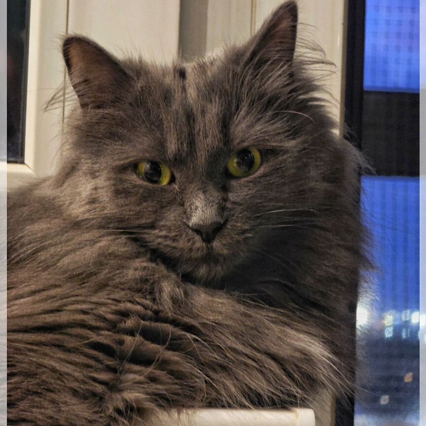 Подписка на кошечку