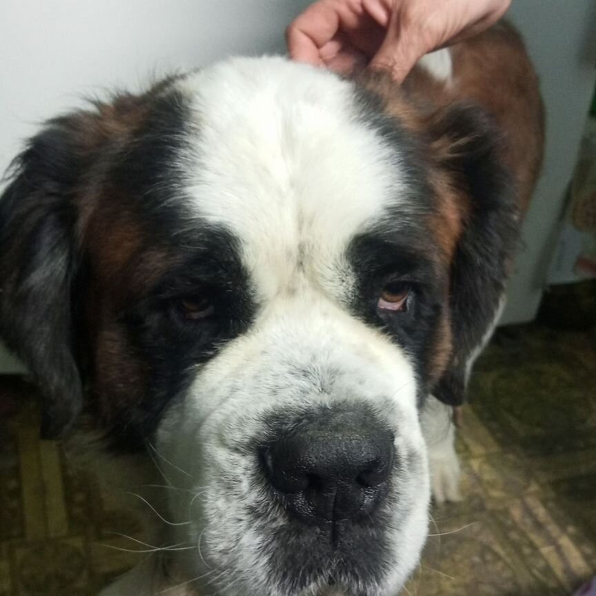 Сербернар случка