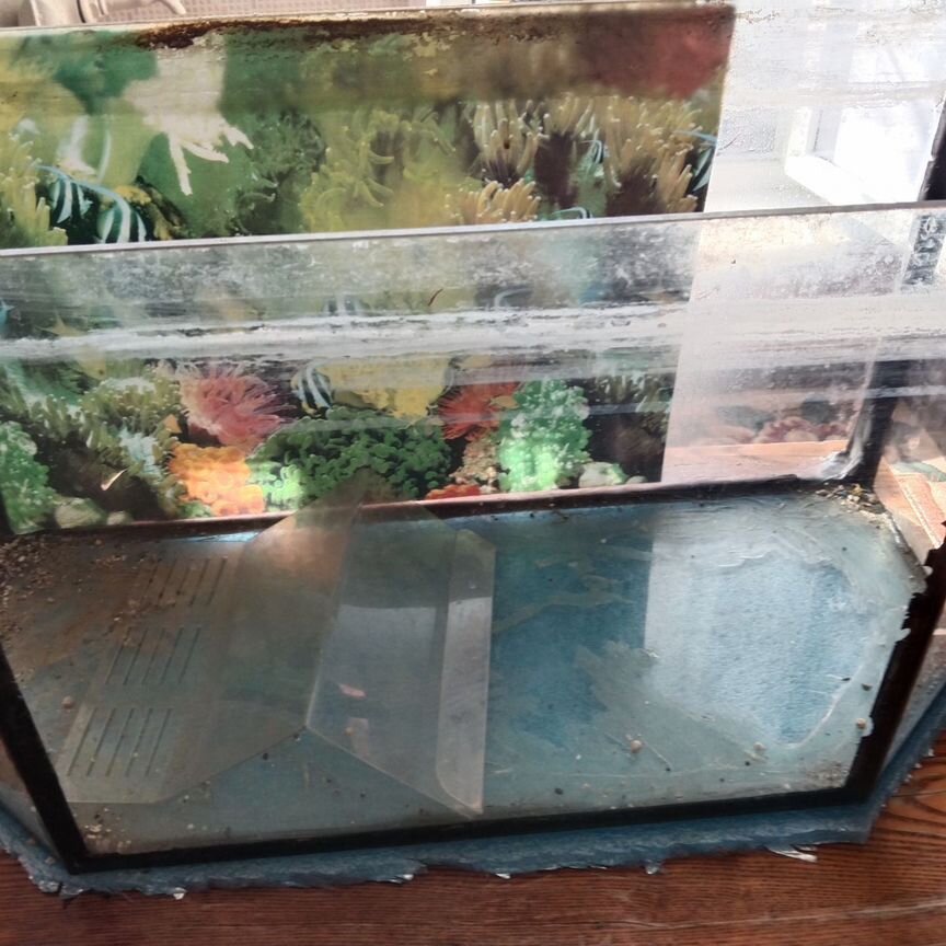Аквариум в дар