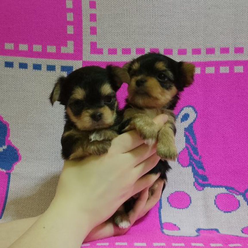 Малыши Йорки