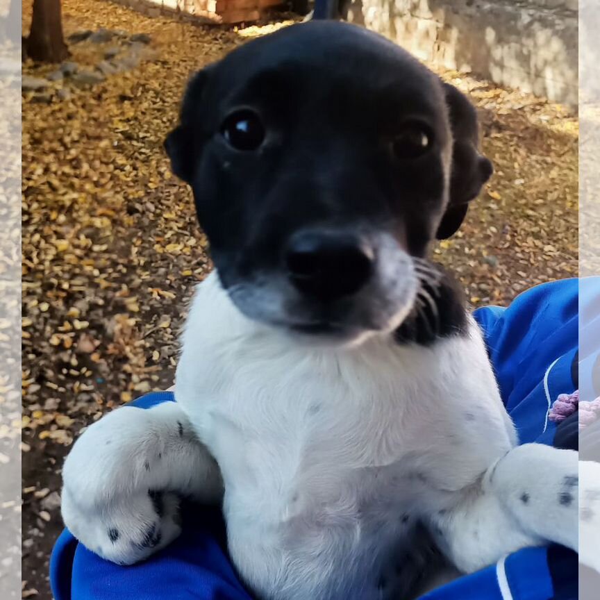 Щенок в добрые руки