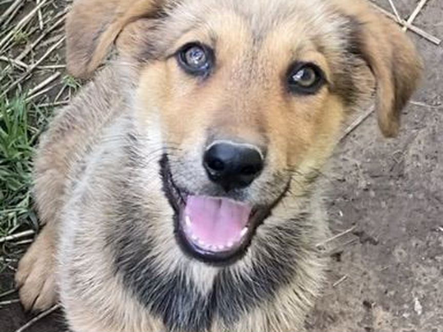 Щенок овчарки (азы дрессировки)