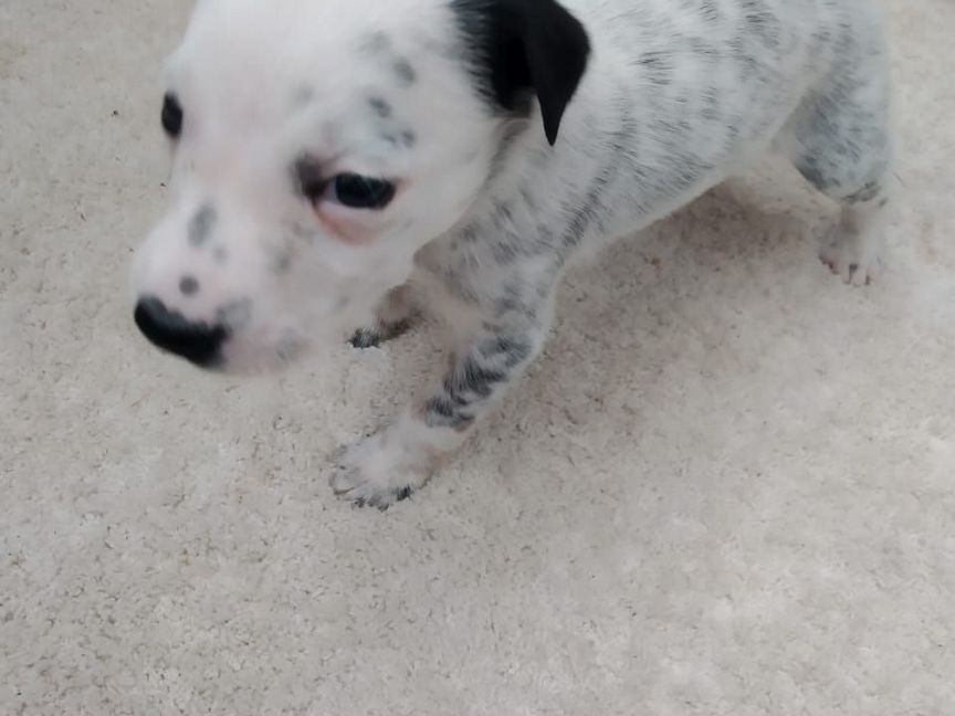 Щенки далматина