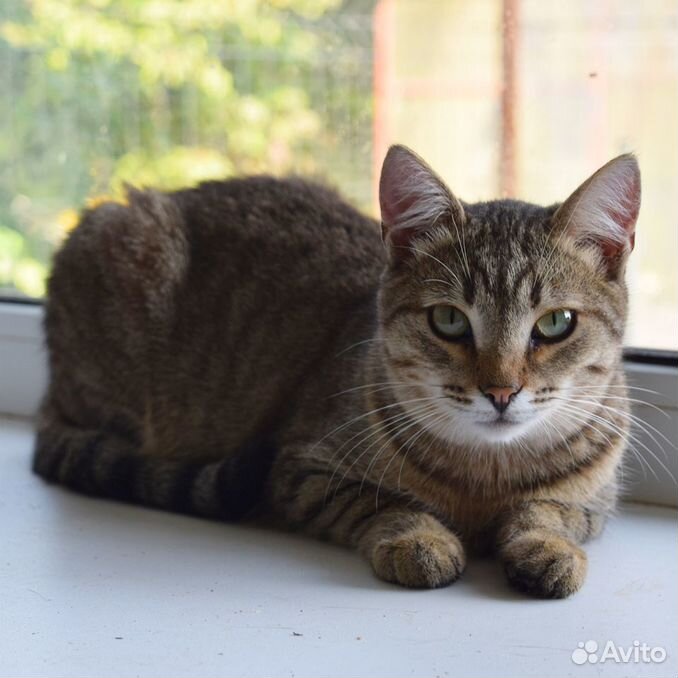 Кот молодой хороший спокойный красивый