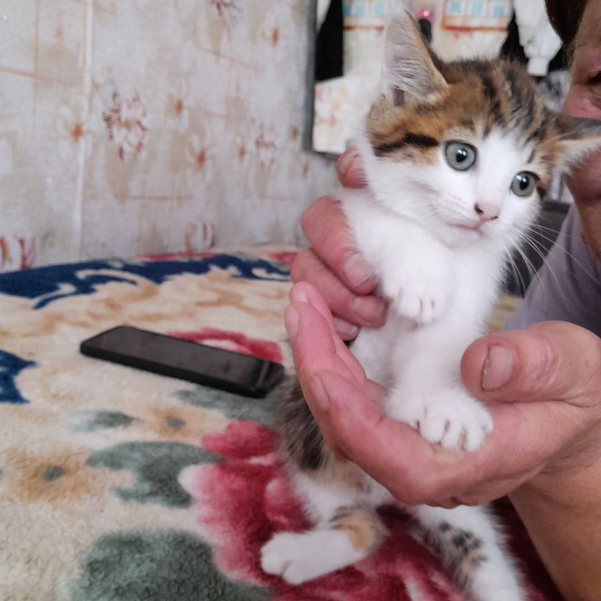 Отдадим кошечку в добрые ручки