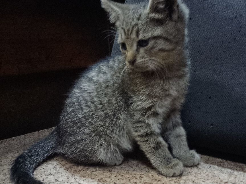 Отдам котенка в добрые руки