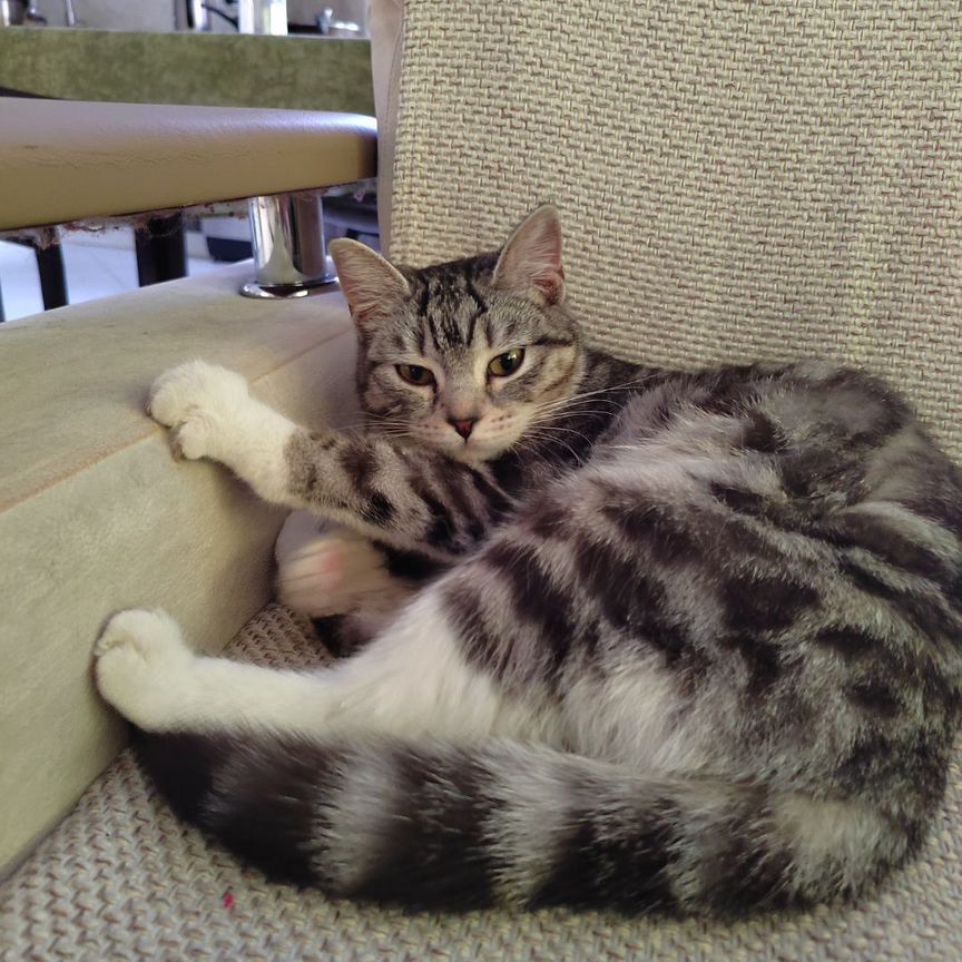 Кошка