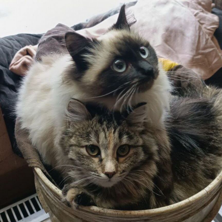 Бирманский котёнок