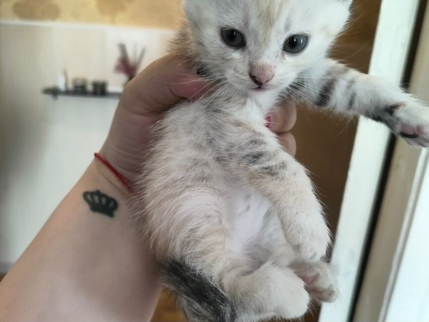 Кошка