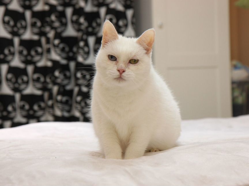 Кошка Белочка в добрые руки