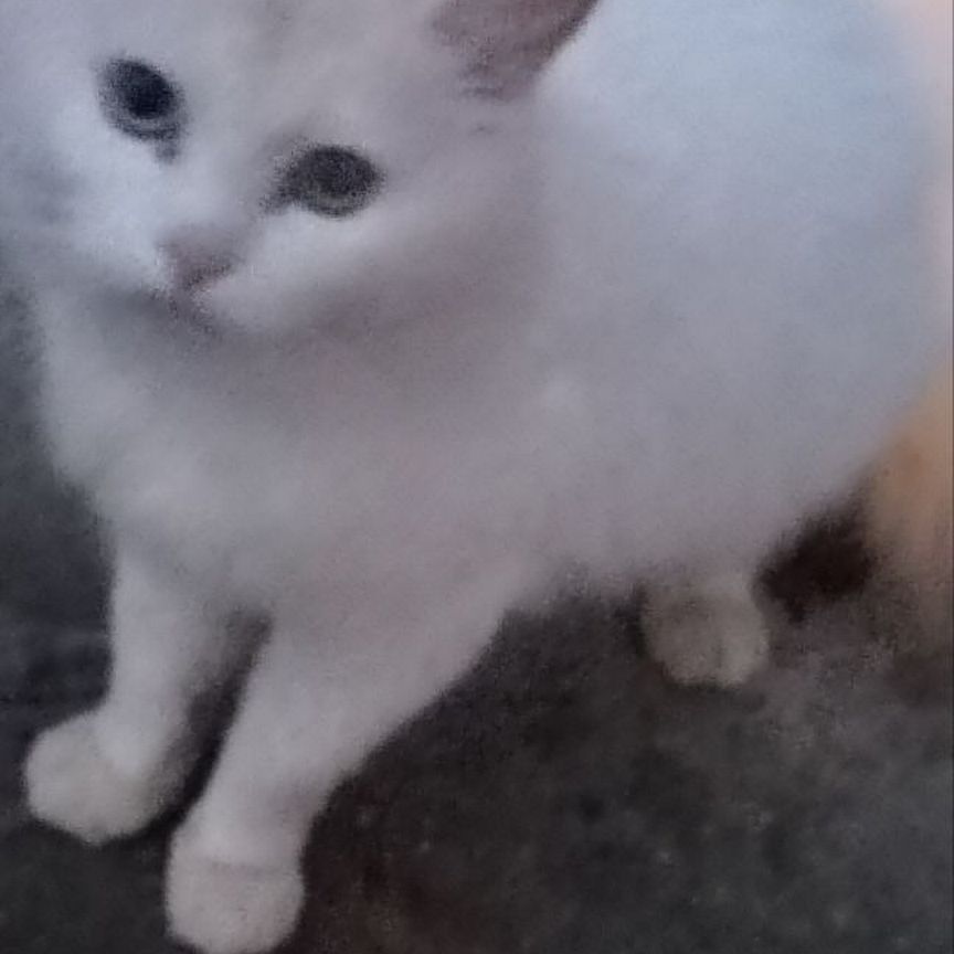 Красивый белоснежный мальчик ангора с гетерохром